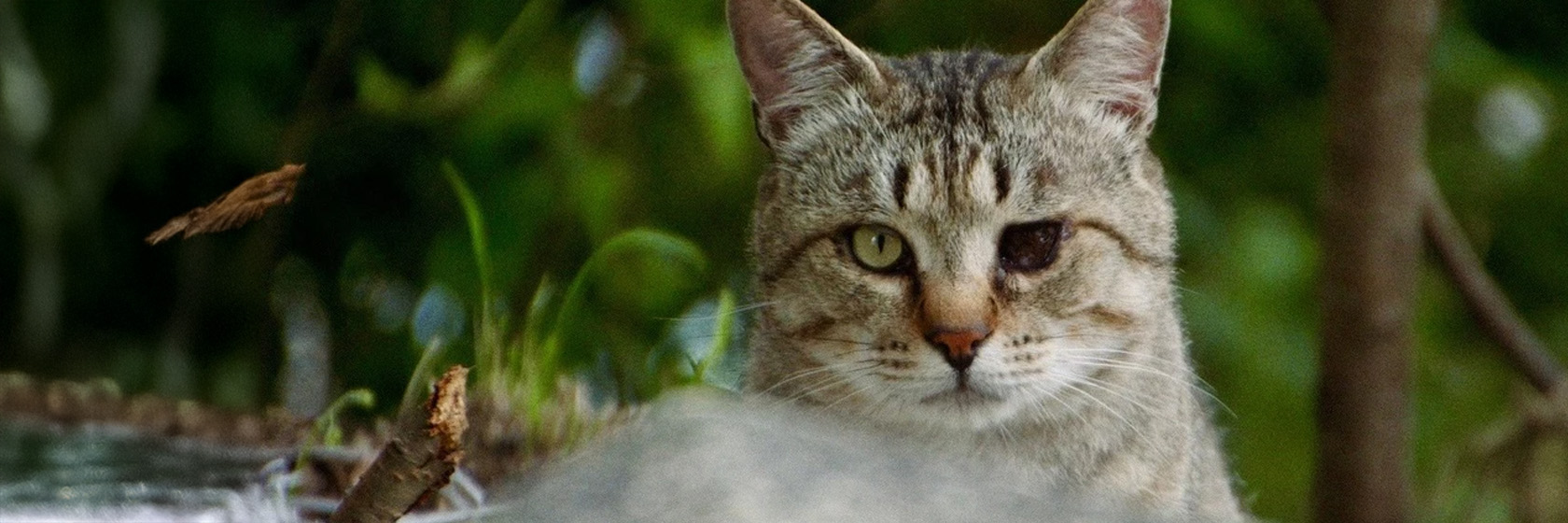 The Cats of Gokogu Shrine | Palace Cinemas